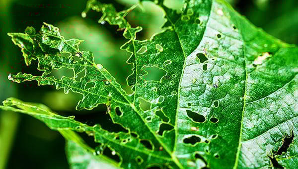 5 proactive practices for disease and pest control | ICL US