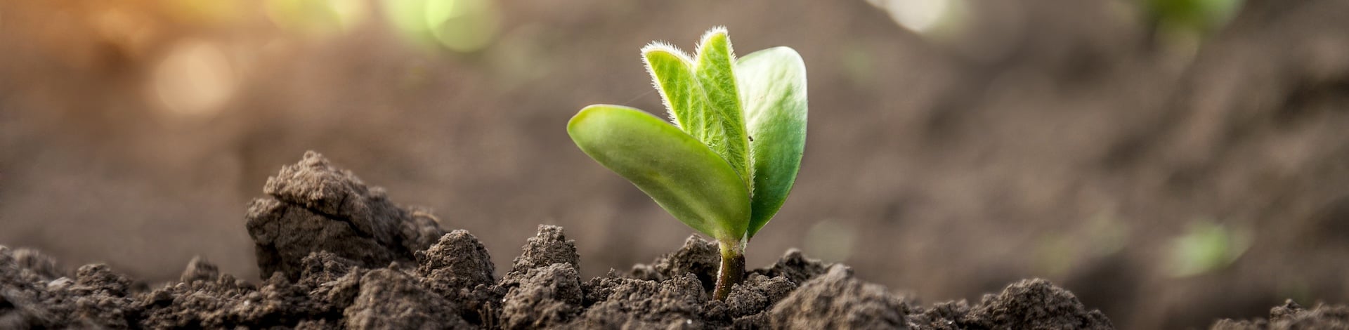 BIOZ® - Biostimulants & Enhanced Nutrient Fertilizers | ICL US