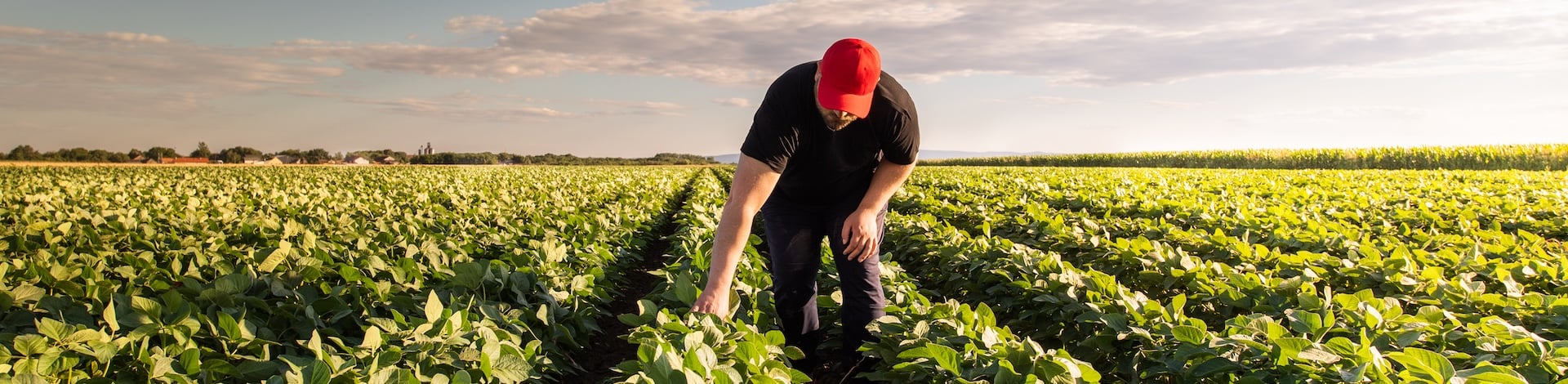 On-Demand Webinar: Maximizing Yields with Mid-Season Foliar Fertilizers ...