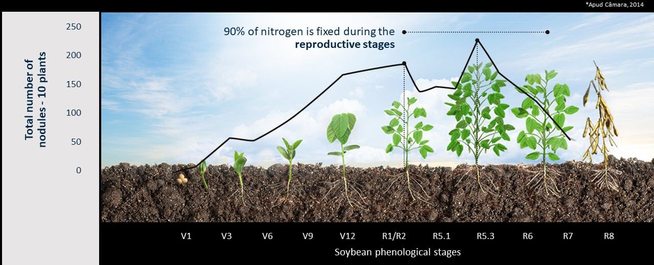 How to increase biological nitrogen fixation in soybeans? | ICL US