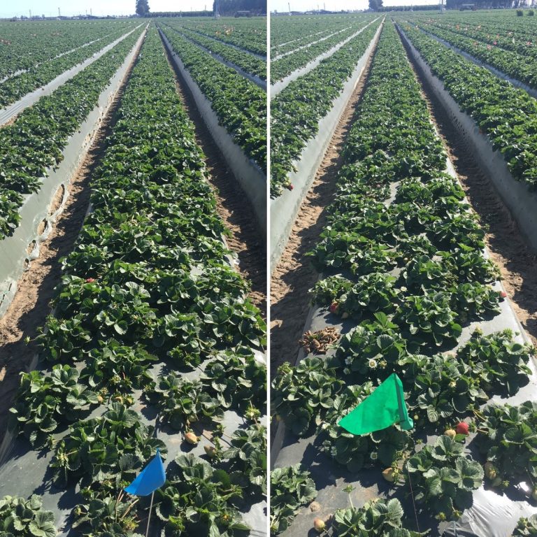 Maximizing Strawberry Yields: Crop Success | ICL CA