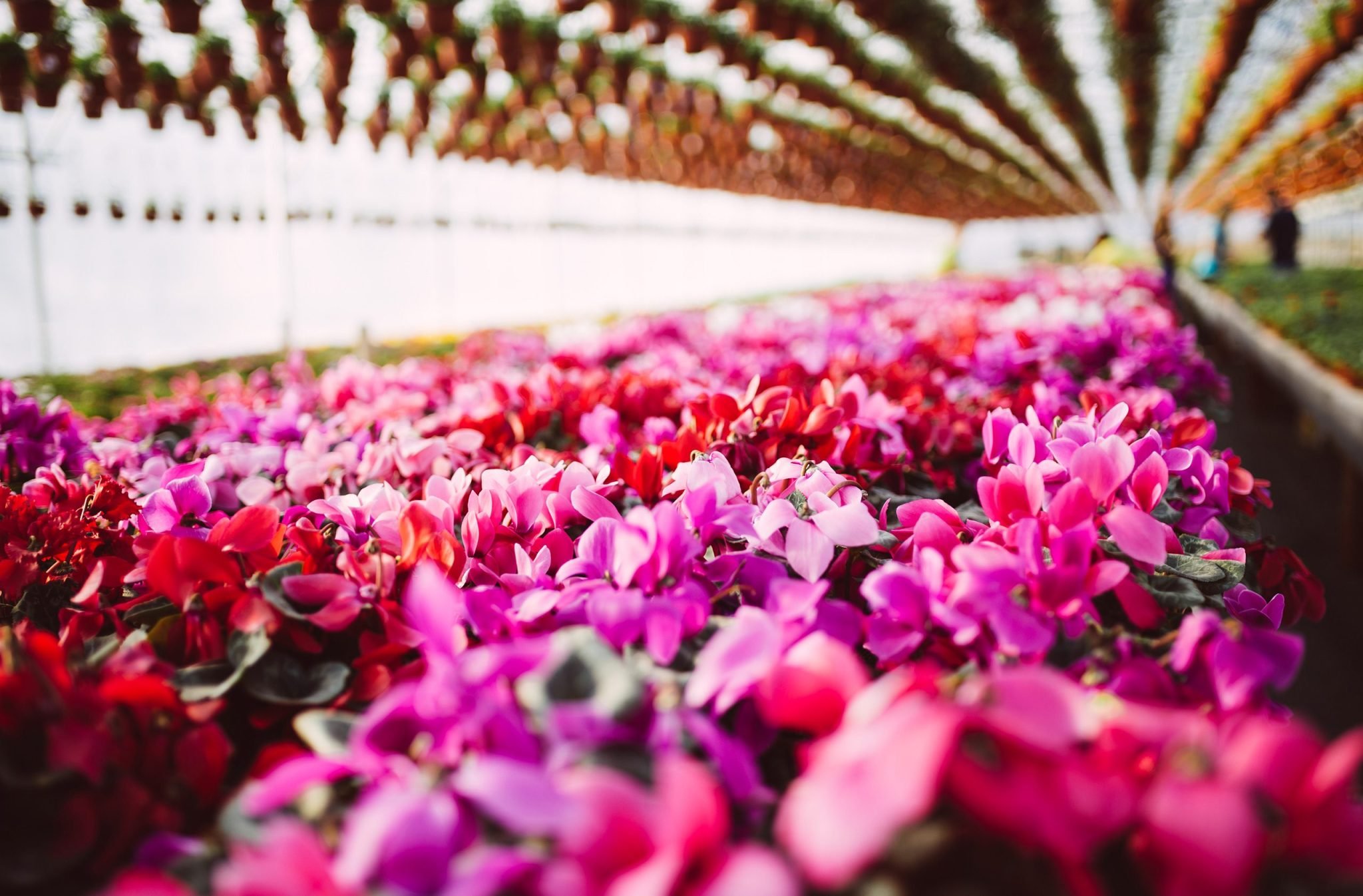 Growing Solutions for a Sustainable Future | ICL US