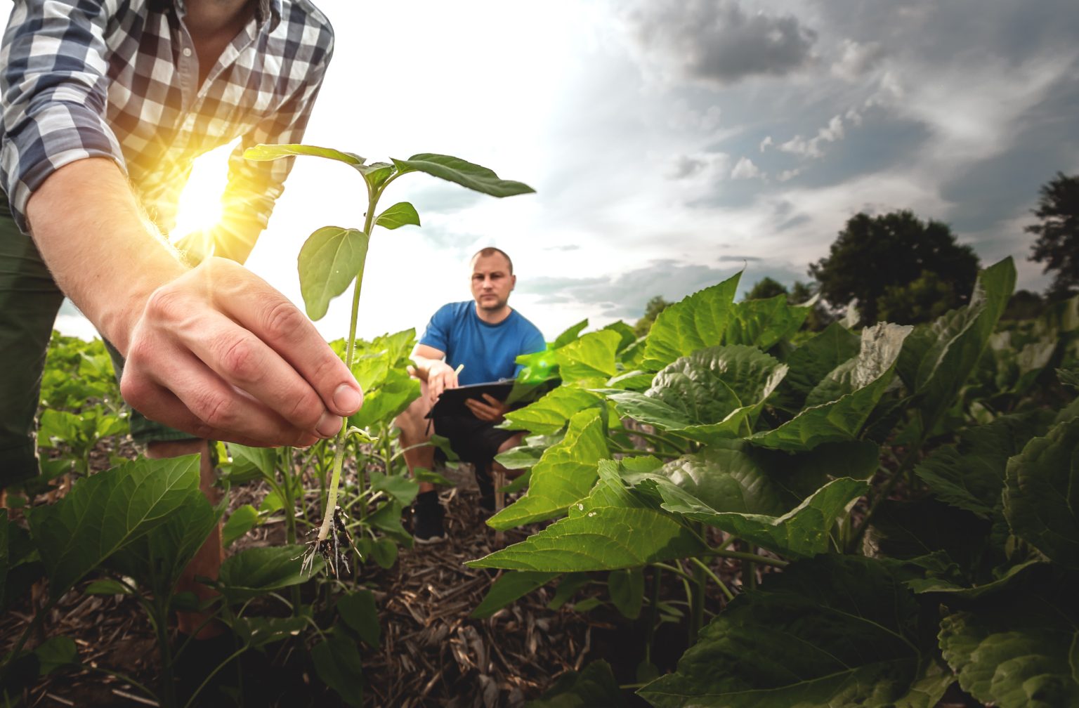 Growing Solutions for a Sustainable Future | ICL US