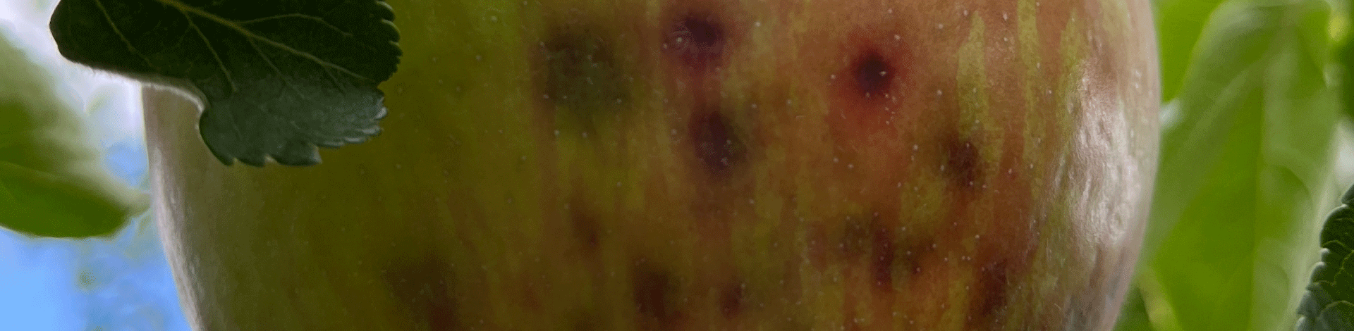 Reducing Bitter Pit in Honeycrisp Apples | ICL CA