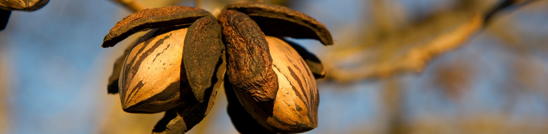Polysulphate on Pecans Trial | ICL US