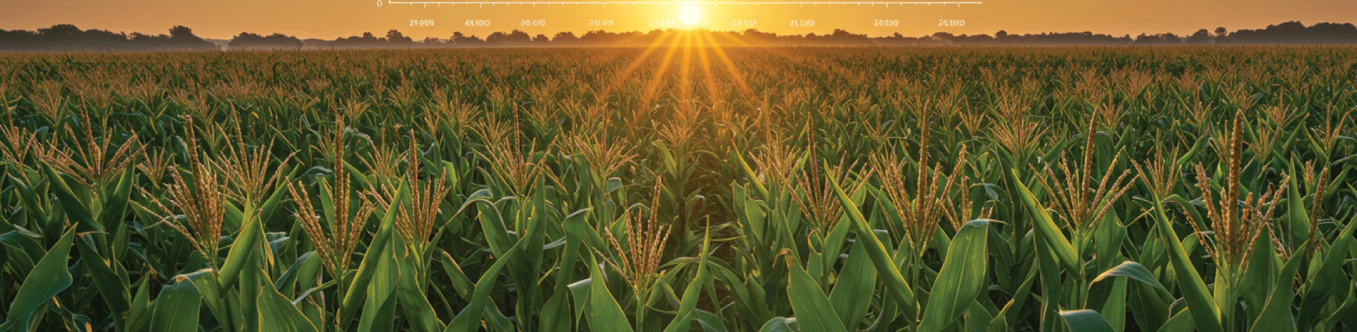 The Economics of Agronomics When Commodity Prices Are Low | ICL US