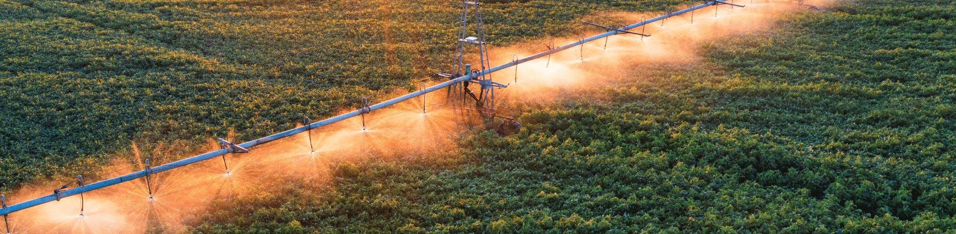 6 Reasons Growers are Turning to Foliar | ICL US
