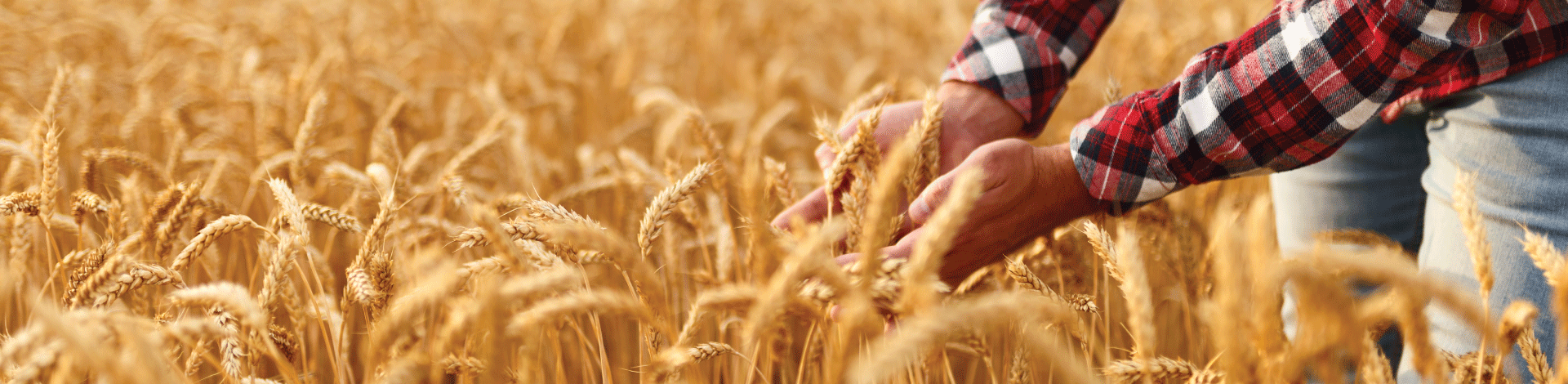 ICL PKpluS® 101: A 5-in-1 Fertilizer for Season-Long Crop Nutrition | ICL US