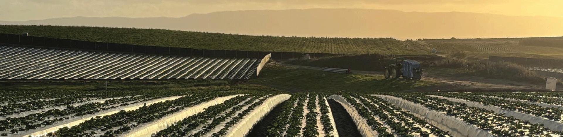 Fertility Planning for Sensitive Strawberries | ICL US