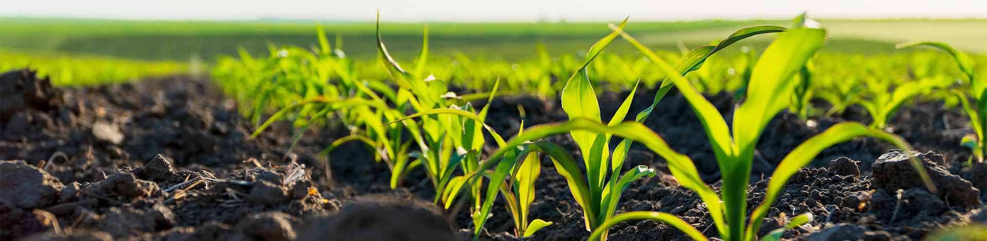 Importance of Phosphorus for Productive Agriculture | ICL US