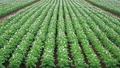 WA OR Potato Conference | ICL US