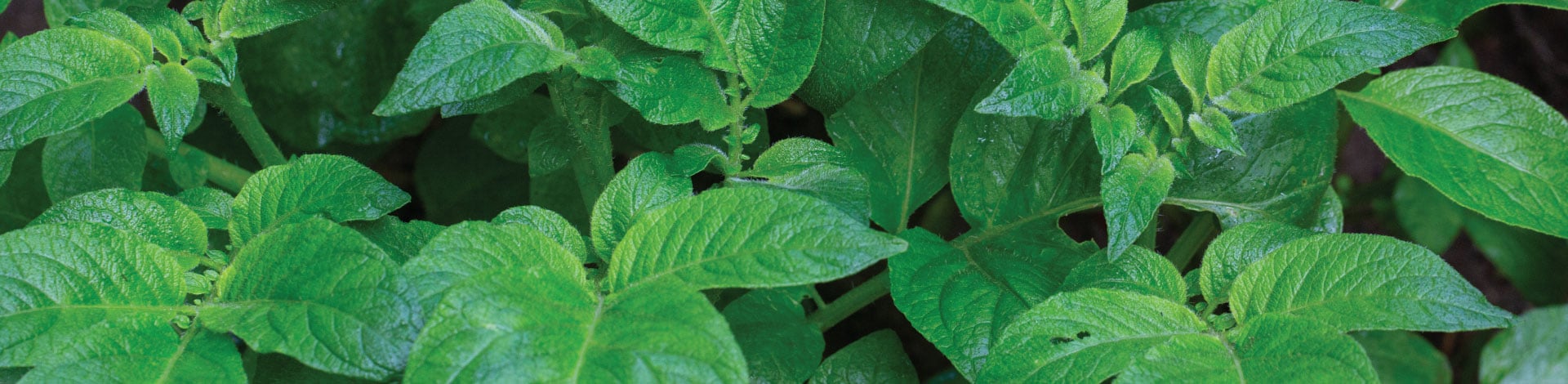 Potassium Management in Potatoes: Season-Long K for Higher Yields | ICL US
