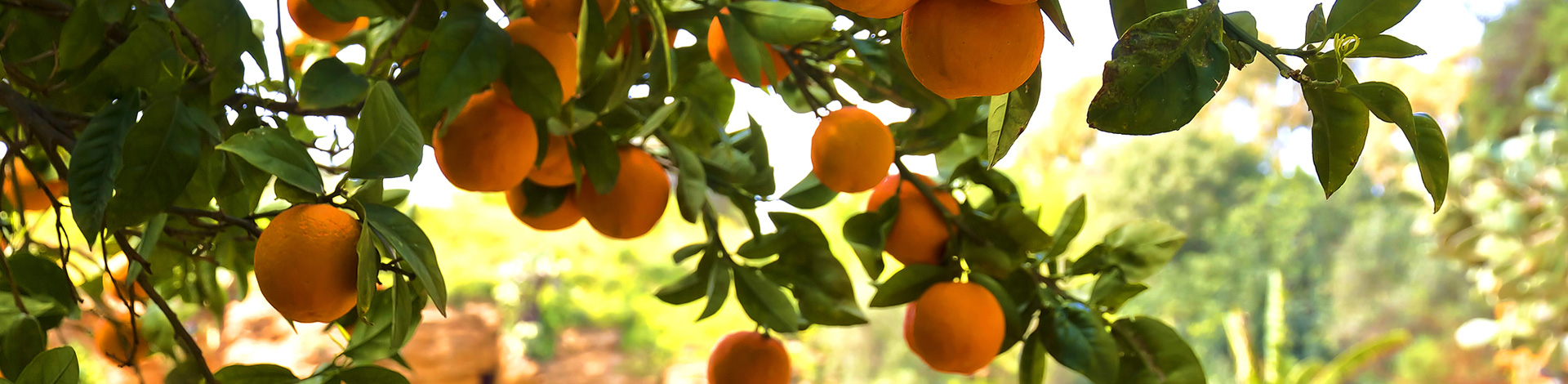 איך מאוששים את עצמי הפרדס לקראת האביב | דשנים מקבוצת ICL