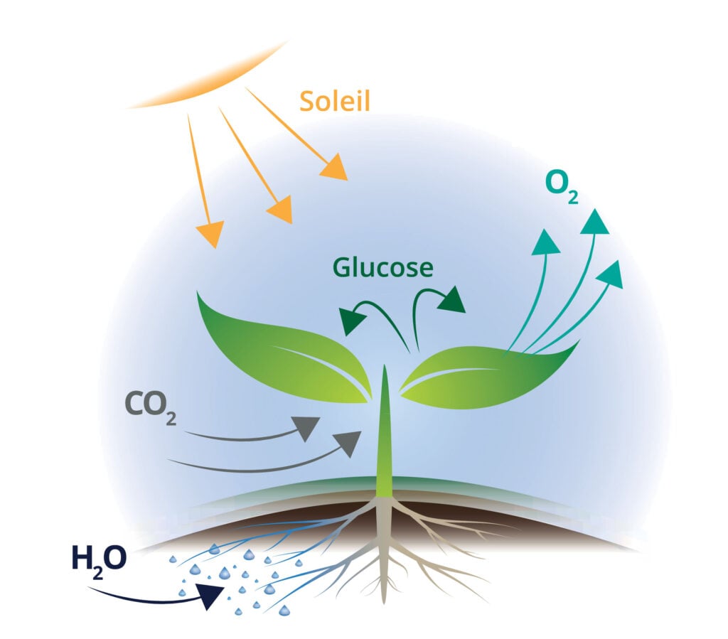 Processus de la plante pour l’absorption et l’efficacité des nutriments ...
