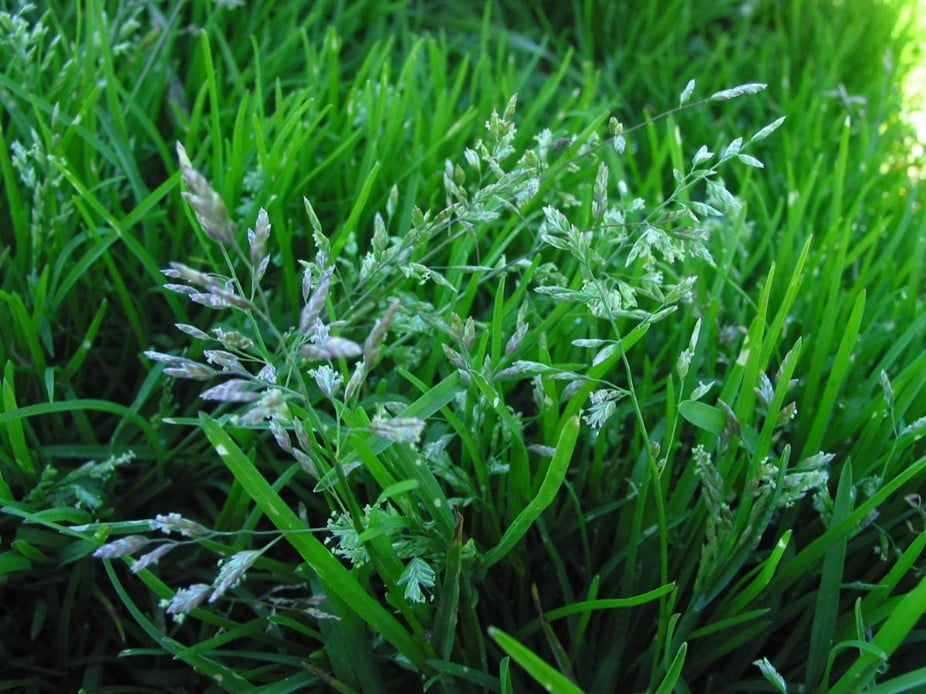 Le pâturin annuel (Poa annua) | ICL France