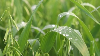 Biostimulants BEOZ : Une nouvelle ère de l'agriculture avec ICL | ICL ...