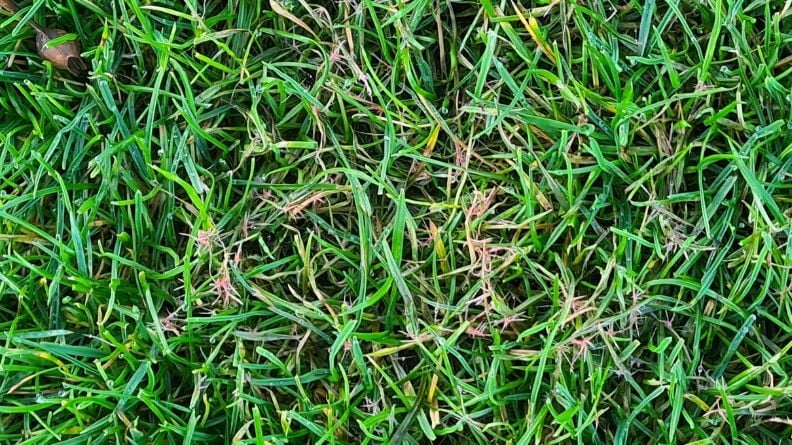 Rotspitzigkeit mit ProTurf-Dünger reduzieren | ICL Deutschland