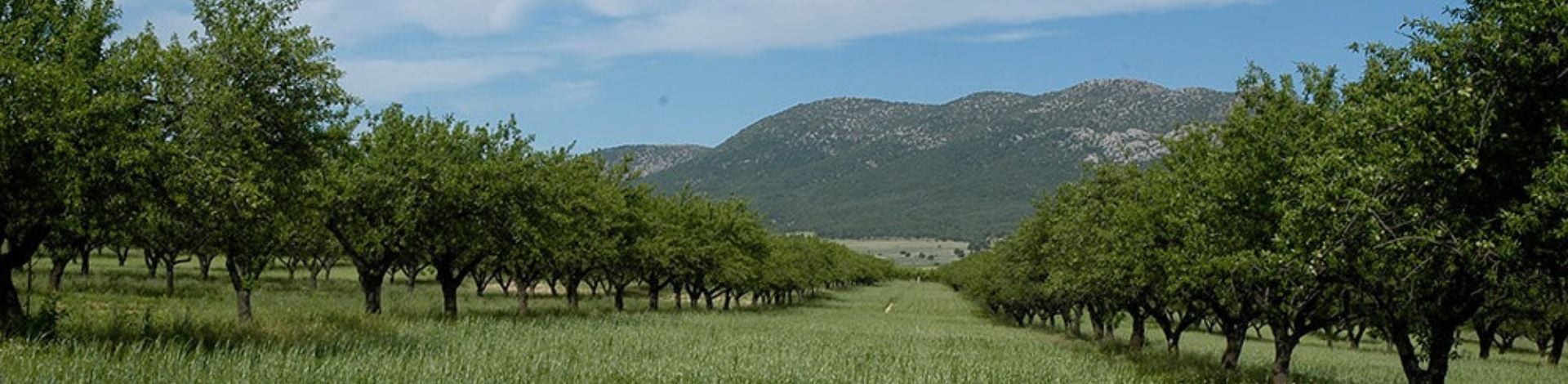 Flecotec - Fertilizantes Agricultura Ecológica | ICL España
