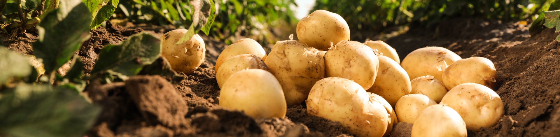 Cultivo de Patatas - Fertilizantes para Patata | ICL España