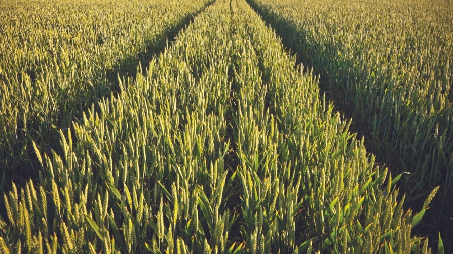 Cultivo de Trigo - Fertilizantes para Trigo | ICL España