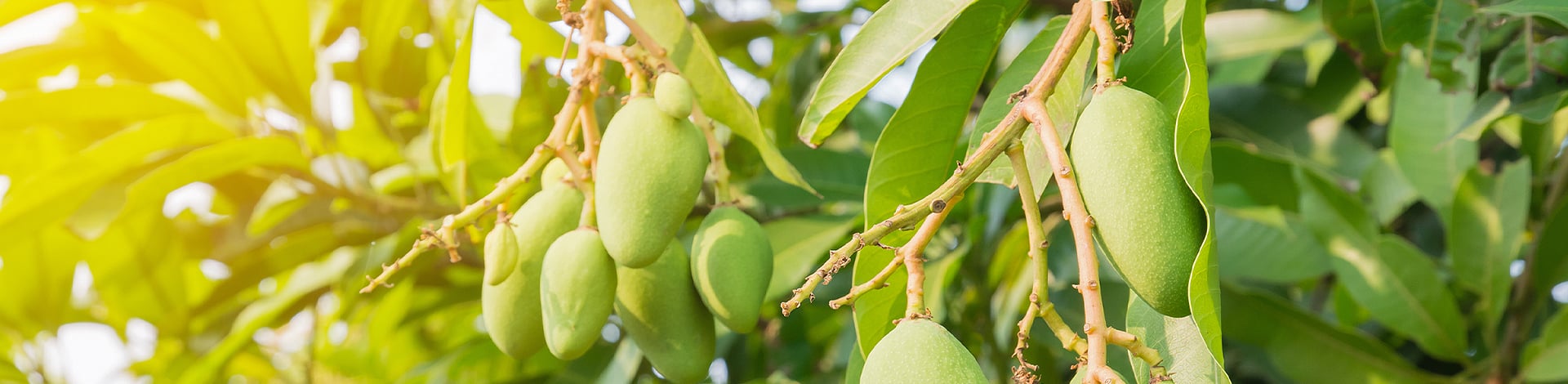 Respuesta del mango a la aplicación de micronutrientes | ICL LATAM