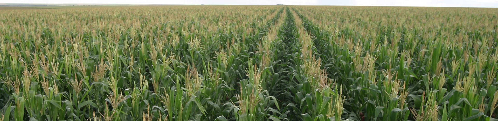 Translok | ICL Brazil