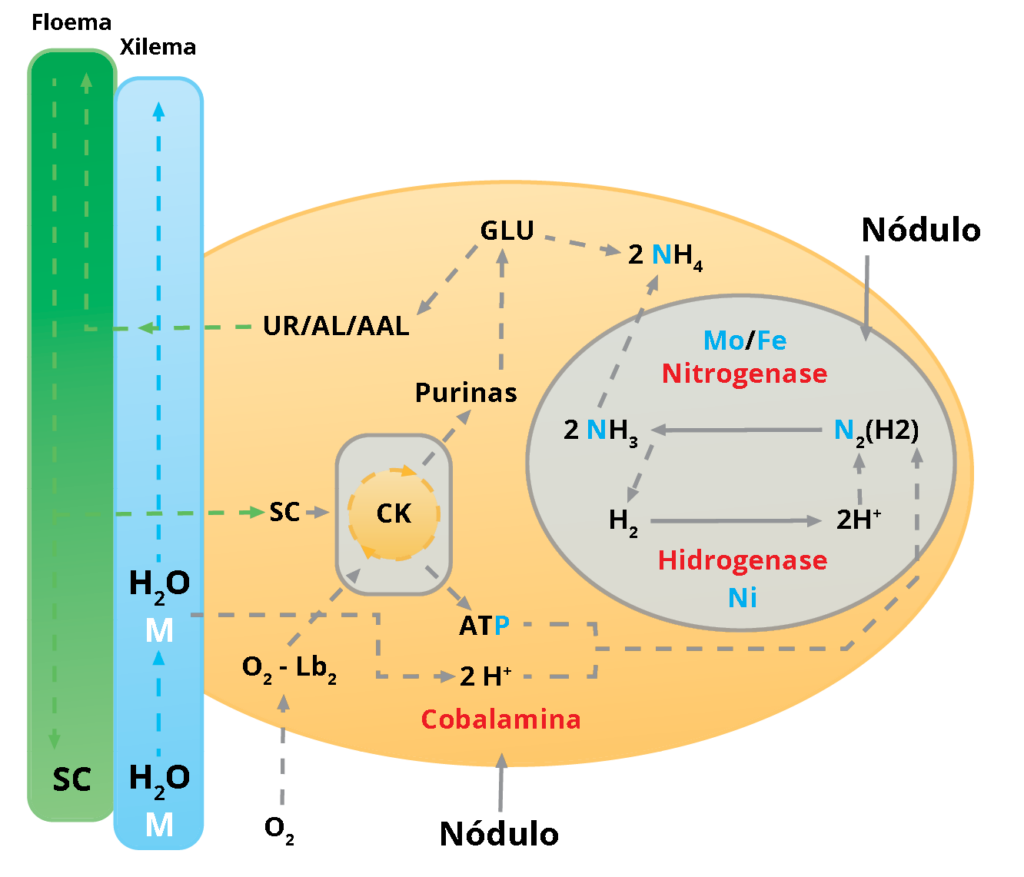 Importância do níquel na FBN da soja | ICL Brazil