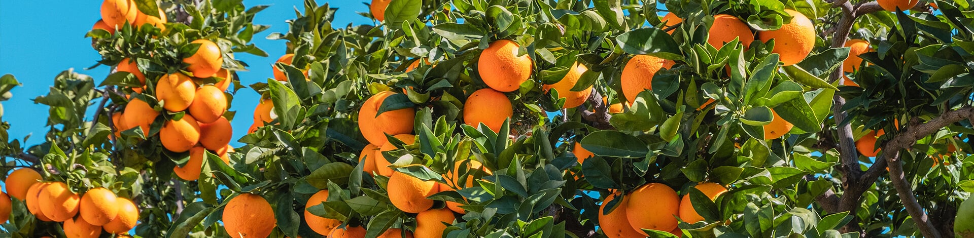 Concorde | ICL Brazil