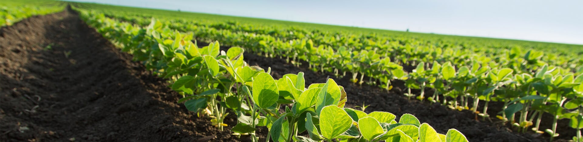 Extração e Exportação de Nutrientes em Cultivares de Soja - Brazil