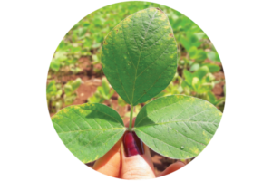 Guia de deﬁciências nutricionais Soja - Brazil