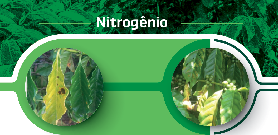 Guia de Deficiências Nutricionais Café Conilon | ICL Brazil