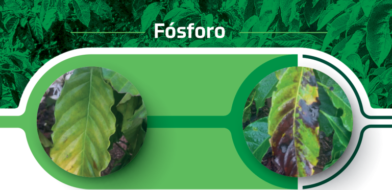 Guia de Deficiências Nutricionais Café Conilon | ICL Brazil