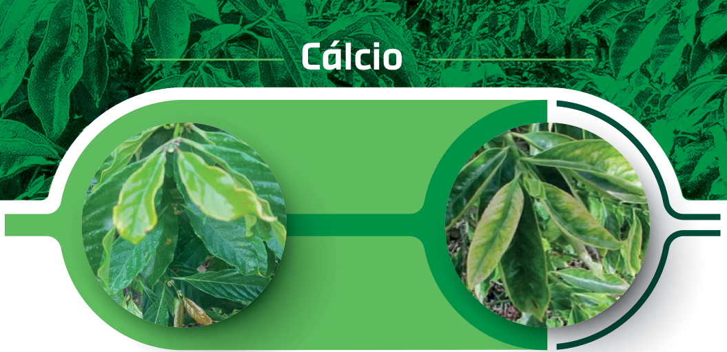 Guia de Deficiências Nutricionais Café Conilon | ICL Brazil