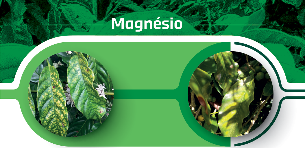 Guia de Deficiências Nutricionais Café Conilon | ICL Brazil