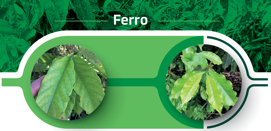 Guia de Deficiências Nutricionais Café Conilon | ICL Brazil