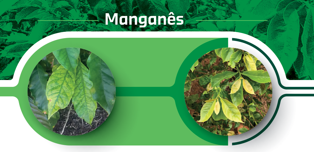 Guia de Deficiências Nutricionais Café Conilon | ICL Brazil