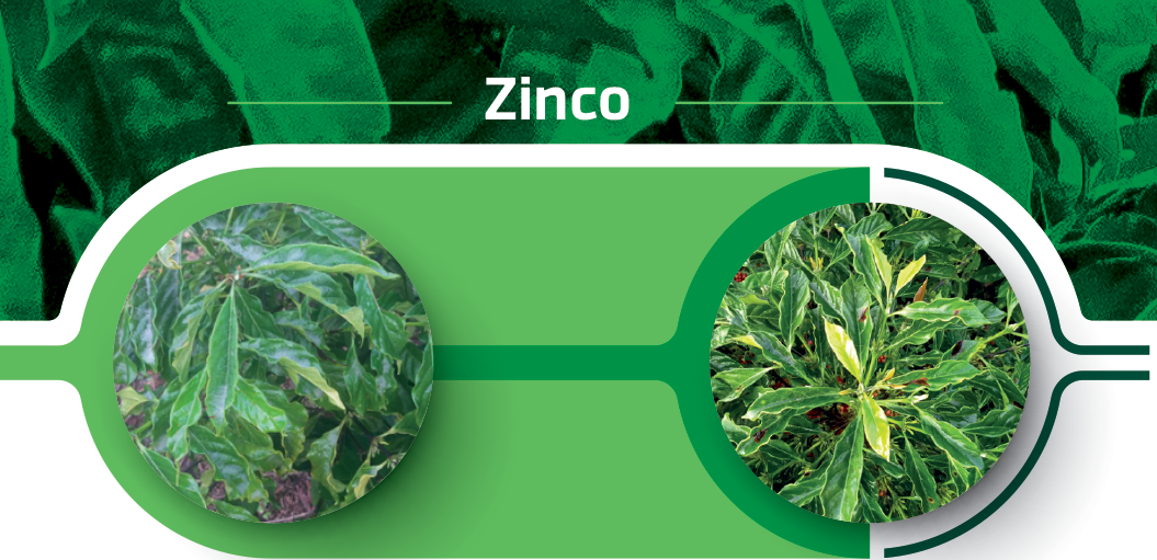 Guia de Deficiências Nutricionais Café Conilon | ICL Brazil