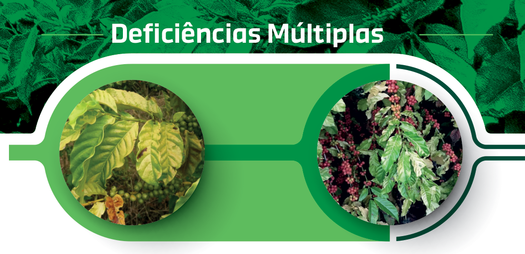 Guia de Deficiências Nutricionais Café Conilon | ICL Brazil