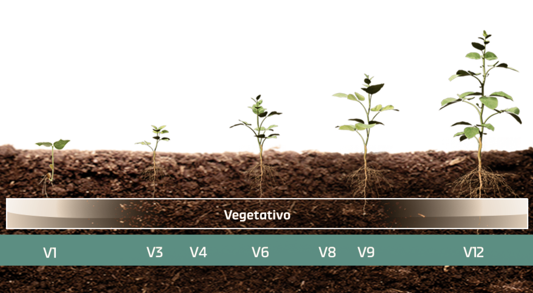 Guia Completo para o Ciclo da Soja | Fases Fenologicas e Ciclos | ICL ...