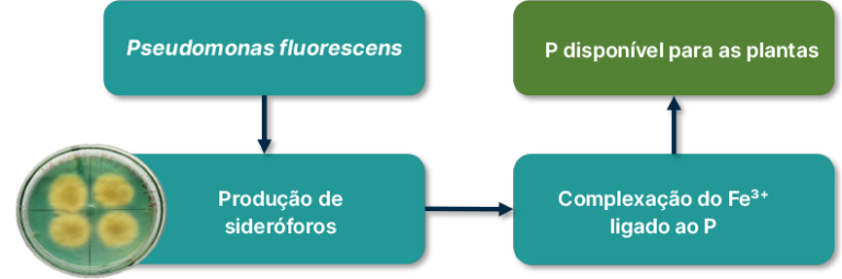 Micro-organismos para mais performance das plantas: Pseudomonas ...