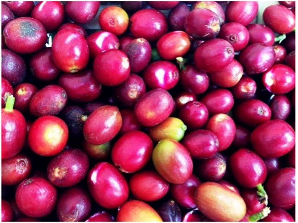 Boas práticas de colheita e pós-colheita do café | ICL Brazil