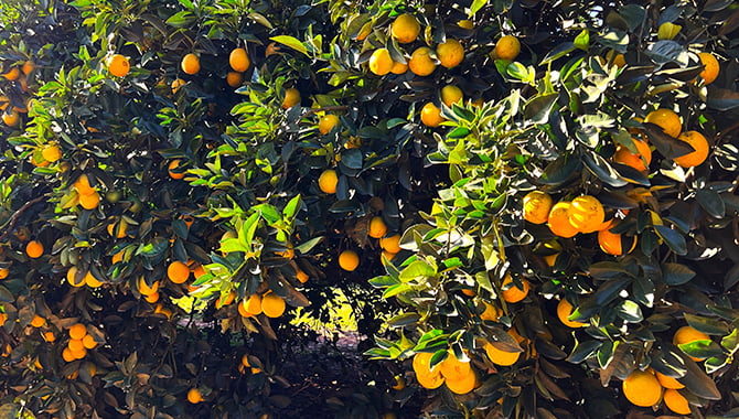 Guia de Deficiências Nutricionais Citrus | ICL Brazil