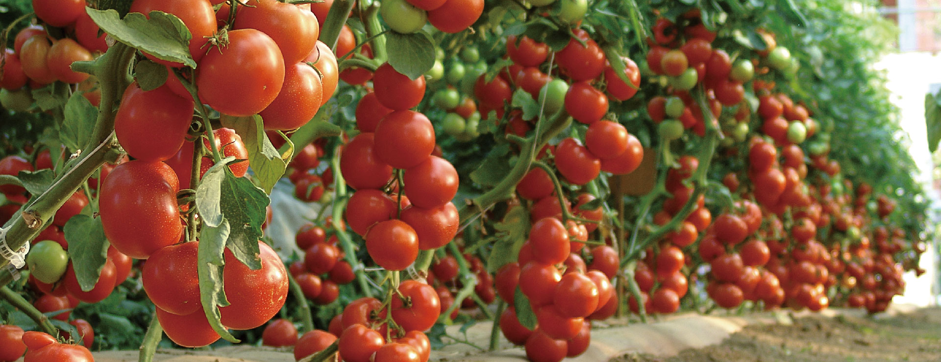 科乐盖®Gatefeed® | ICL（以化集团）