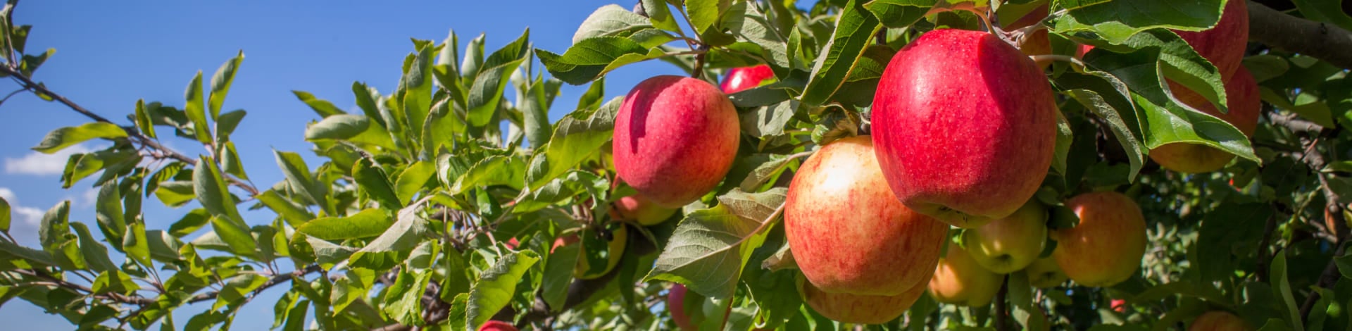 Guida alla coltivazione del melo | ICL Italia