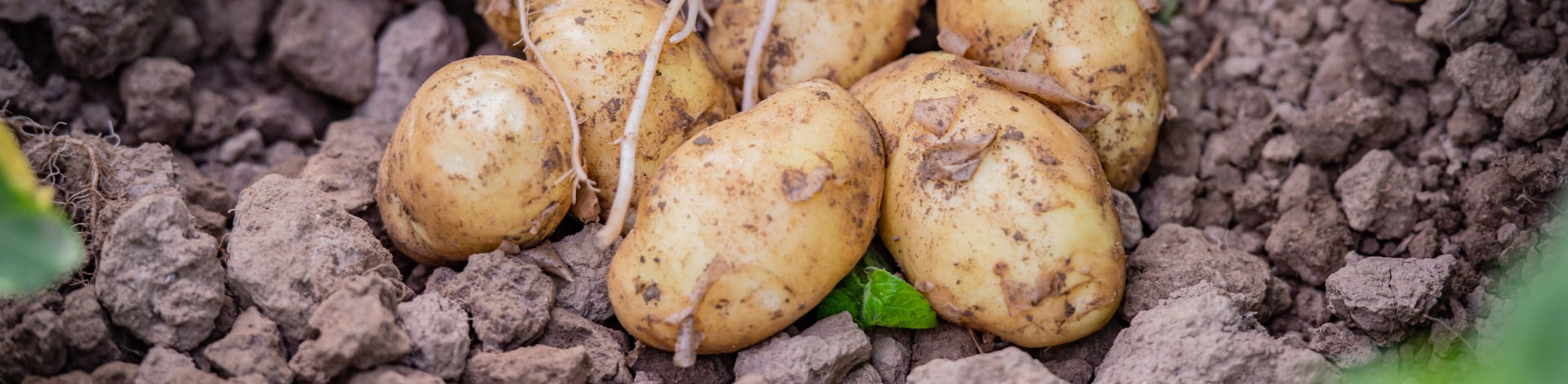 Coltivare le patate: guida per professionisti del settore | ICL Italia