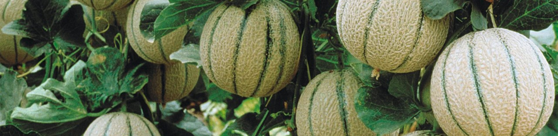 Guida alla coltivazione del melone | ICL Italia