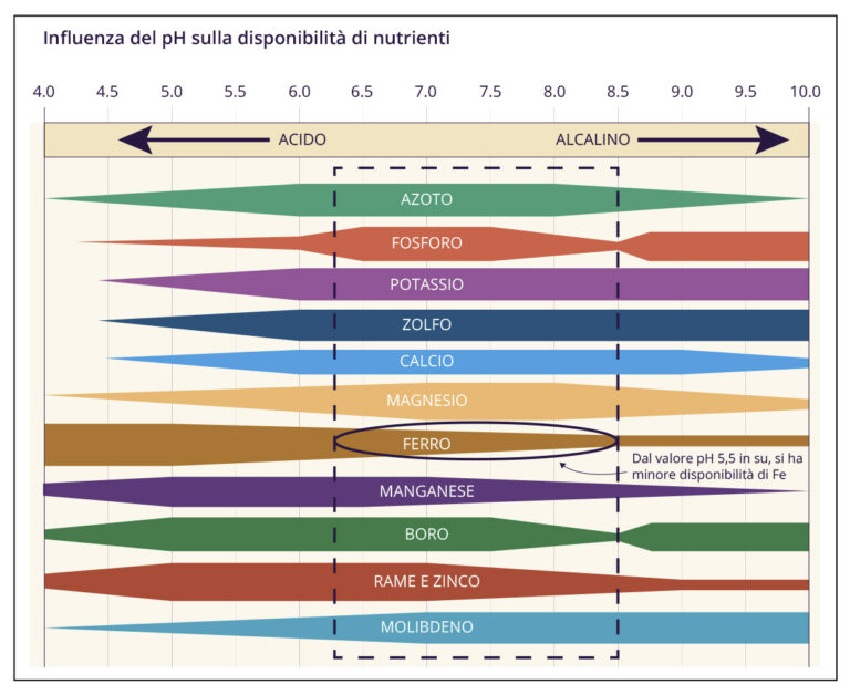 Il pH nella coltivazione di piante: effetti sulla crescita e tabella pH ...