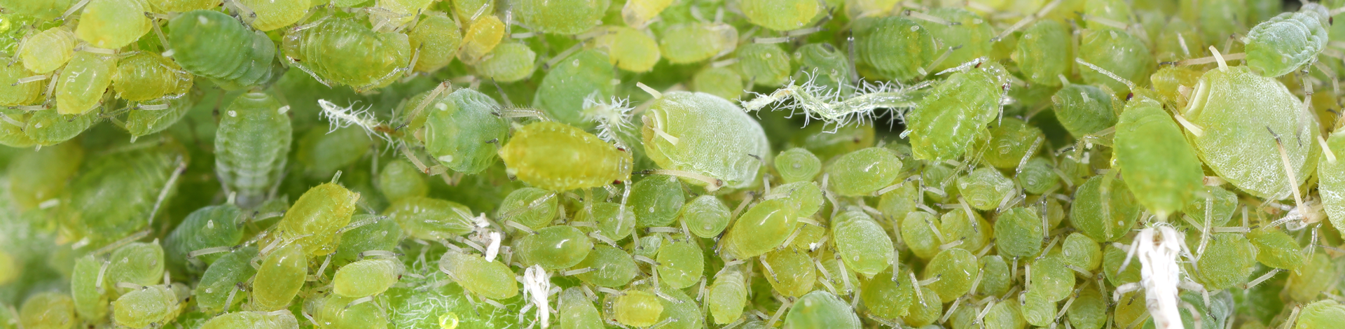 Come eliminare gli afidi dalle piante in vivaio e floricoltura | ICL Italia