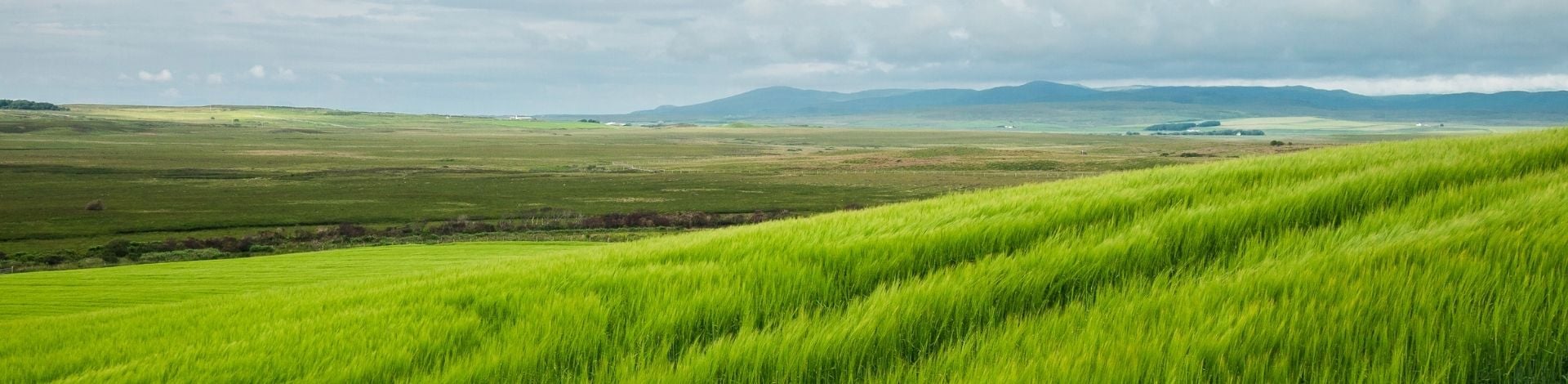 L'Orzo: fertilizzanti e tecniche per la coltivazione | ICL Italia