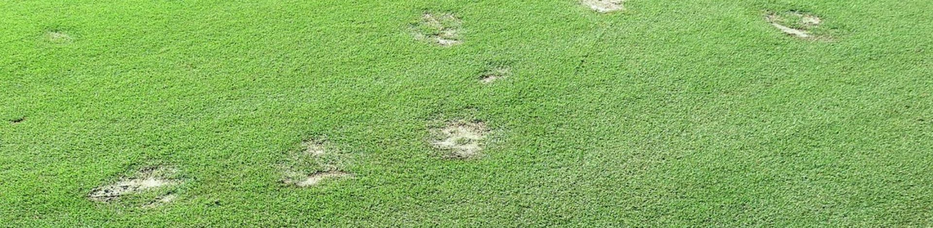 Riconosci e previeni lo Spring Dead Spot malattia del prato | ICL Italia